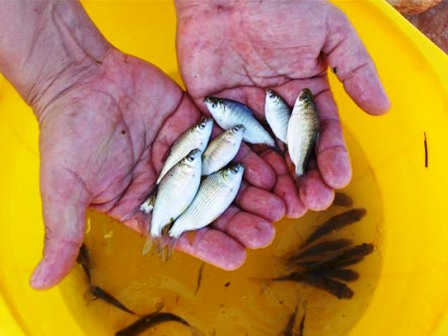 Científicos cubanos buscan estimular crecimiento de peces | La República EC