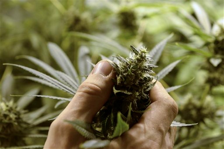 La ONU reconoce oficialmente las propiedades medicinales del cannabis ... La ONU reconoce oficialmente las propiedades medicinales del cannabis ...