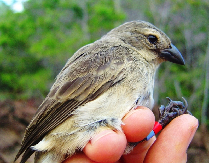 Mosca parasitaria se combate en Galápagos | La República EC