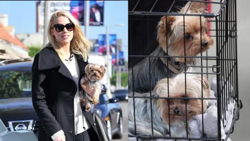Amber Heard enfrenta juicio por sus perros | La República EC