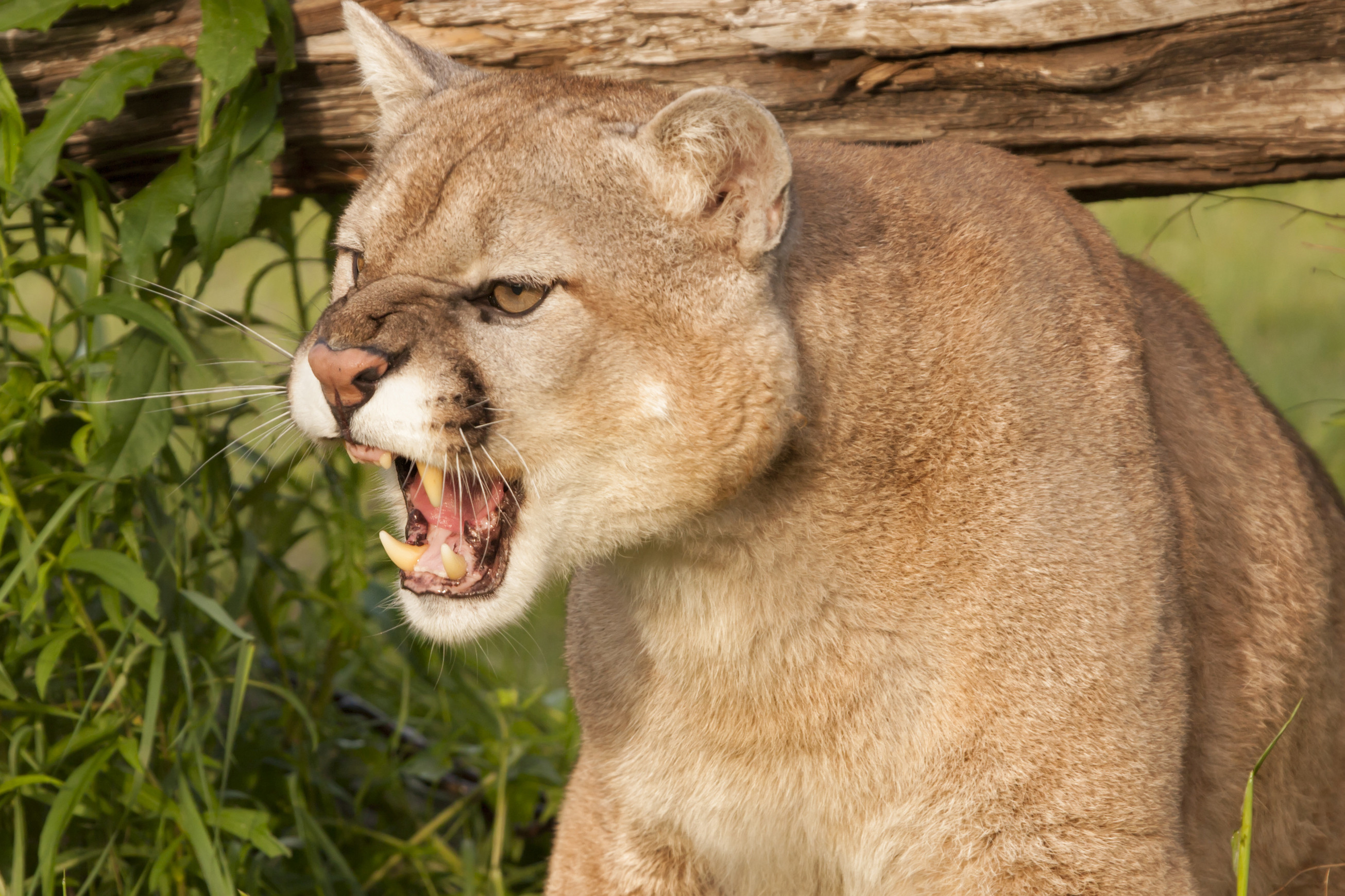 Una madre de Colorado salva a su hijo de un puma | La República EC