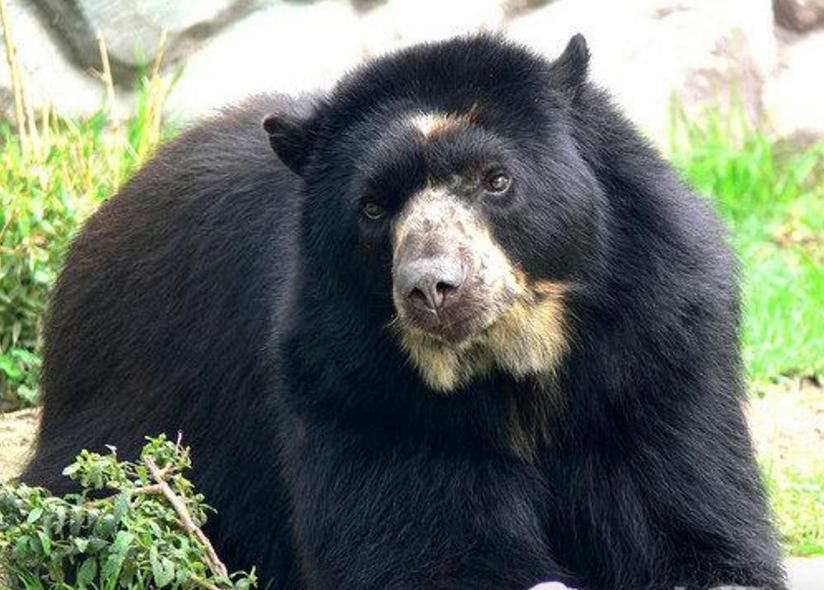 Más de 300 científicos con el oso como protagonista en congreso en ...