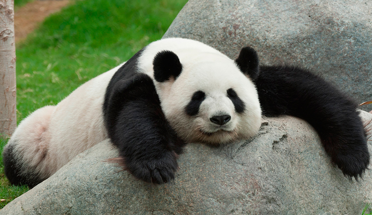 Nace Un Oso Panda Gigante En Un Zool gico De Tokio La Rep blica EC nace-un-oso-panda-gigante-en-un-zool-gico-de-tokio-la-rep-blica-ec