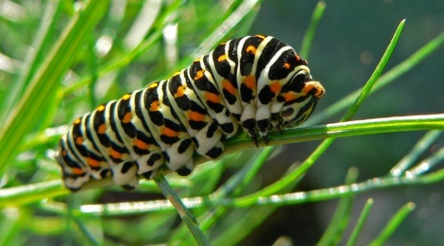 Algunas plantas pueden convertir a insectos herbívoros en caníbales ...
