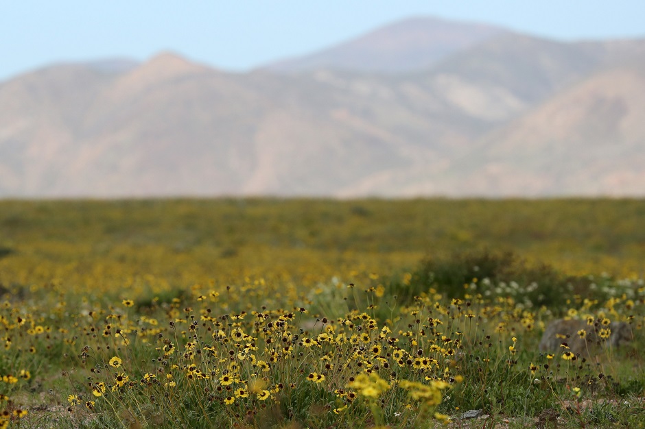 Desierto más árido del mundo renace florido en Chile tras sorpresivas ...
