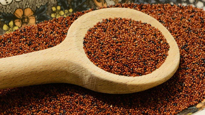La cañahua, el nuevo grano de oro que Bolivia ofrece al mundo | La ...