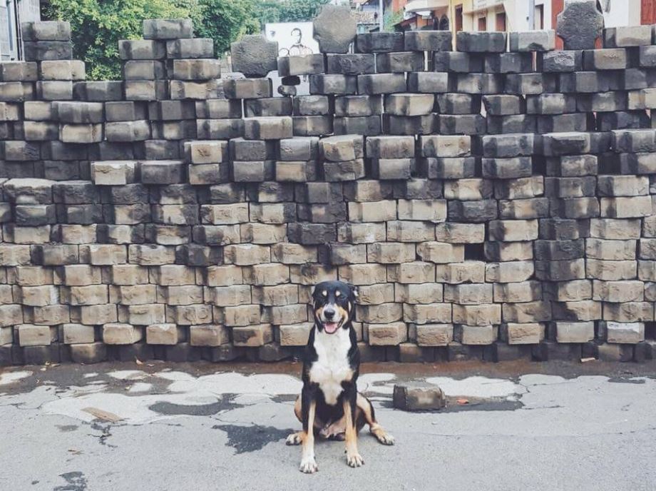 «Firulais», el perro que nunca falta en las protestas de Nicaragua | La ...