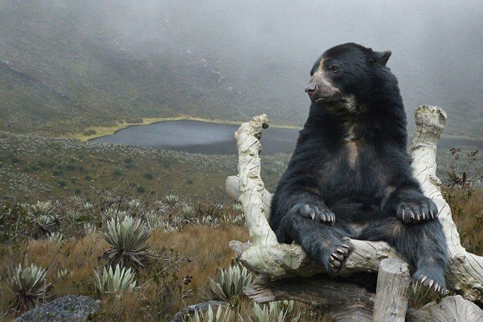 Divisan un oso de anteojos en Imbabura | La República EC