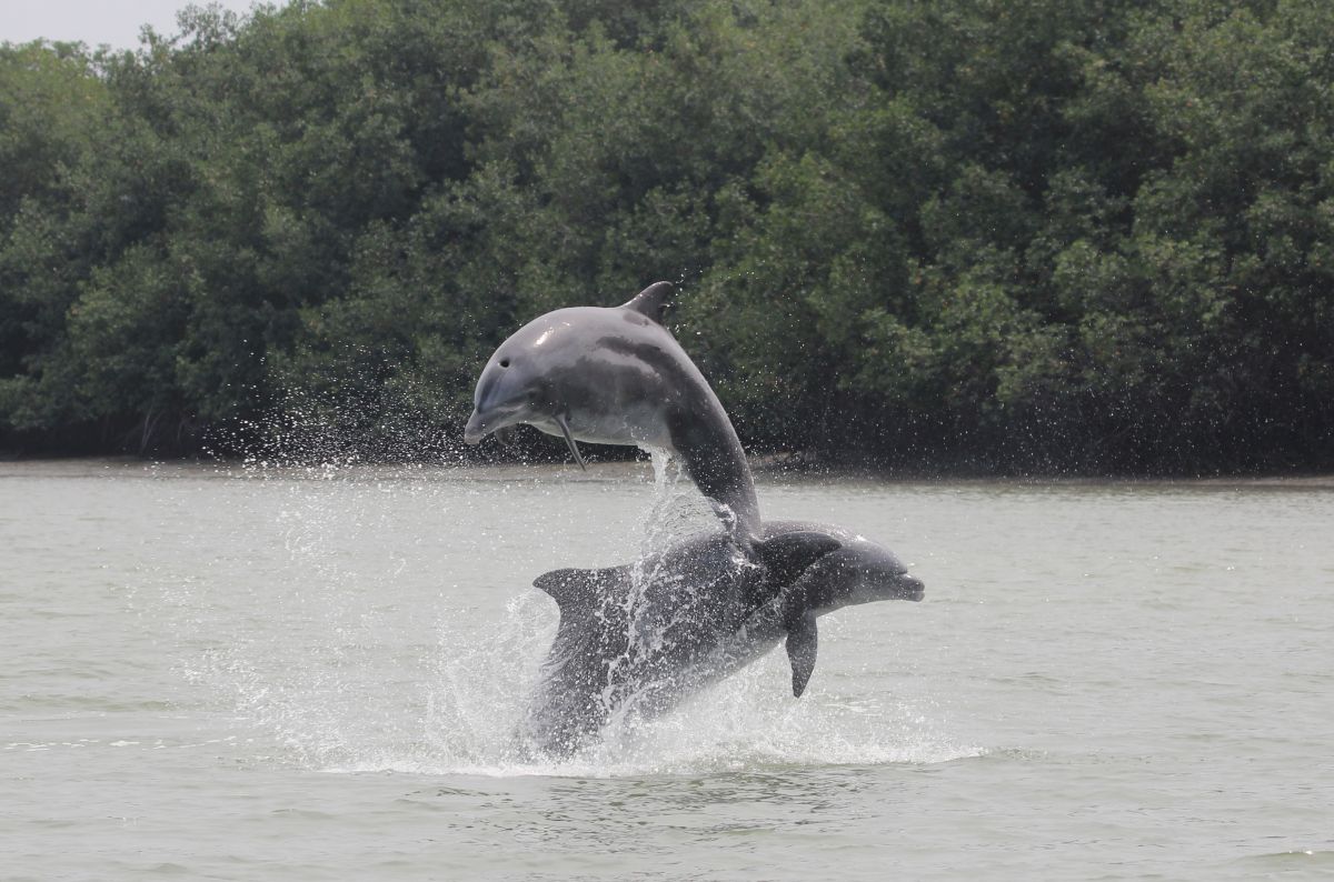 Delfín-saltando-5-F-Félix | La República EC