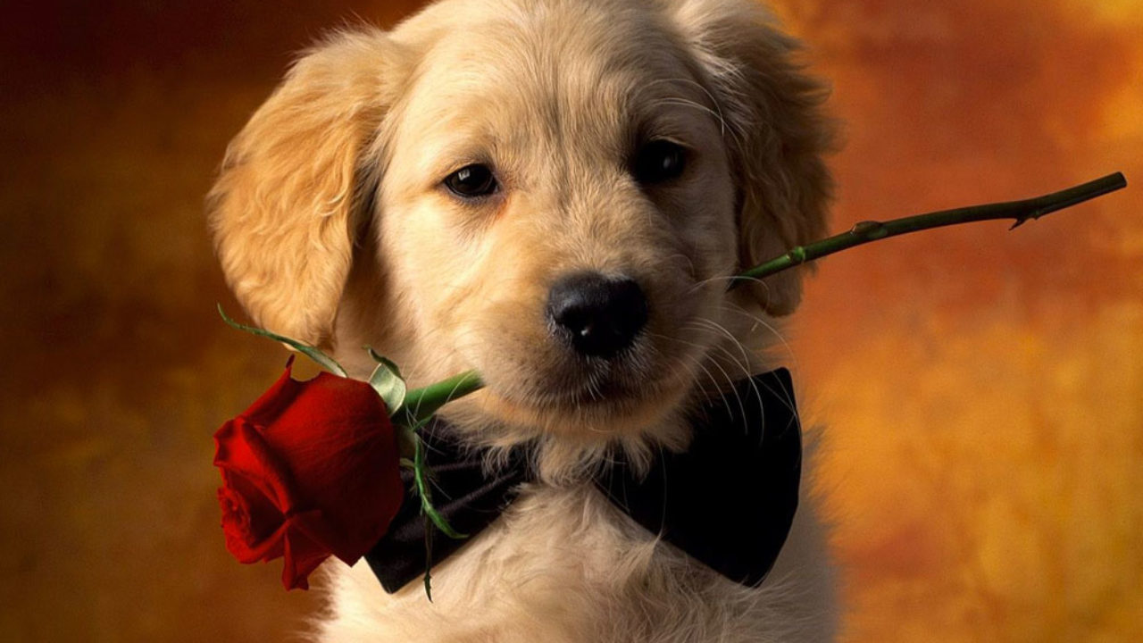 Amor por los perros transforma el día de San Valentín
