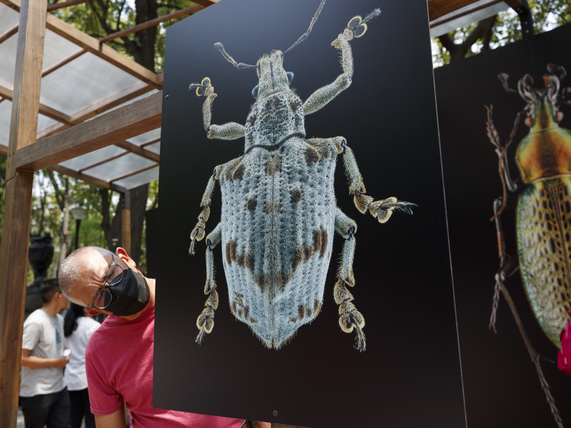 Insectos gigantes inundan Bosque de Chapultepec
