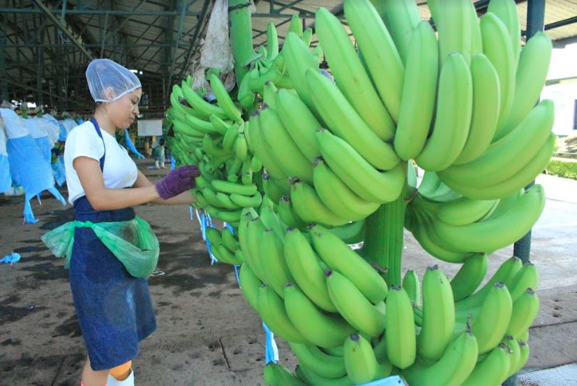 El precio spot del banano está en $7,41,se dispara hasta $10