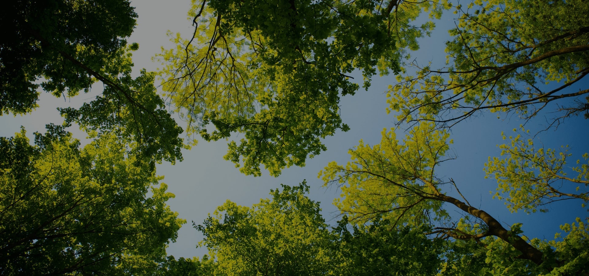 Descubren dos nuevas especies de árboles endémicas de Ecuador | La ...