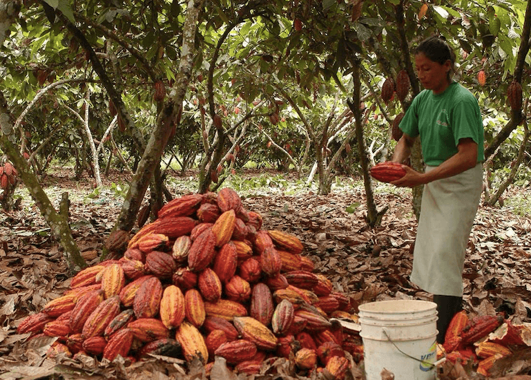 Exportación de cacao ecuatoriano se dispara tras alza del precio | La ...
