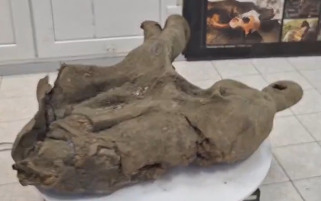 Científicos encuentran mamut en buen estado de conservación
