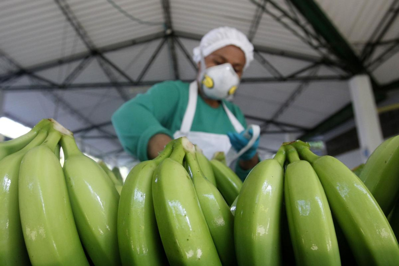 Ecuador es «la joya de la corona» de la exportación bananera a nivel ...